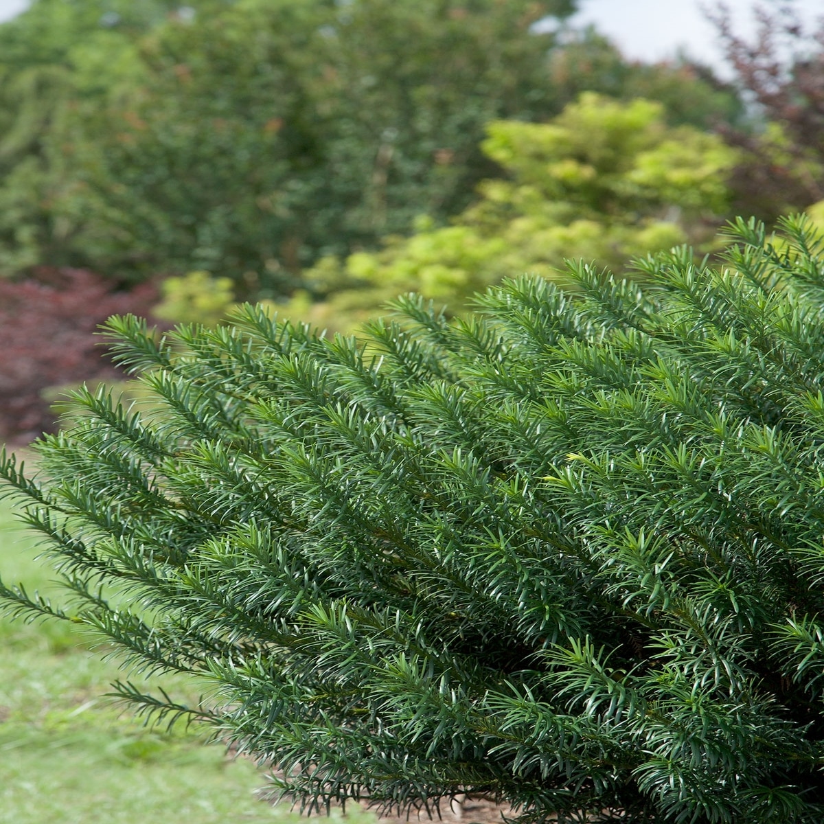 Cephalotaxus Harringtonia Yewtopia Japanese Plum Yew | SiteOne