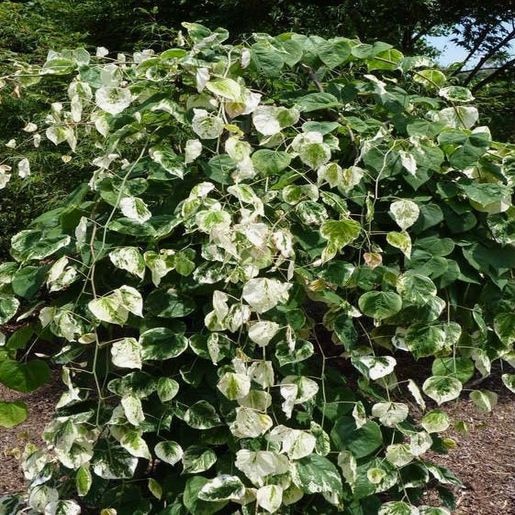 Cercis Canadensis Whitewater Eastern Redbud | SiteOne