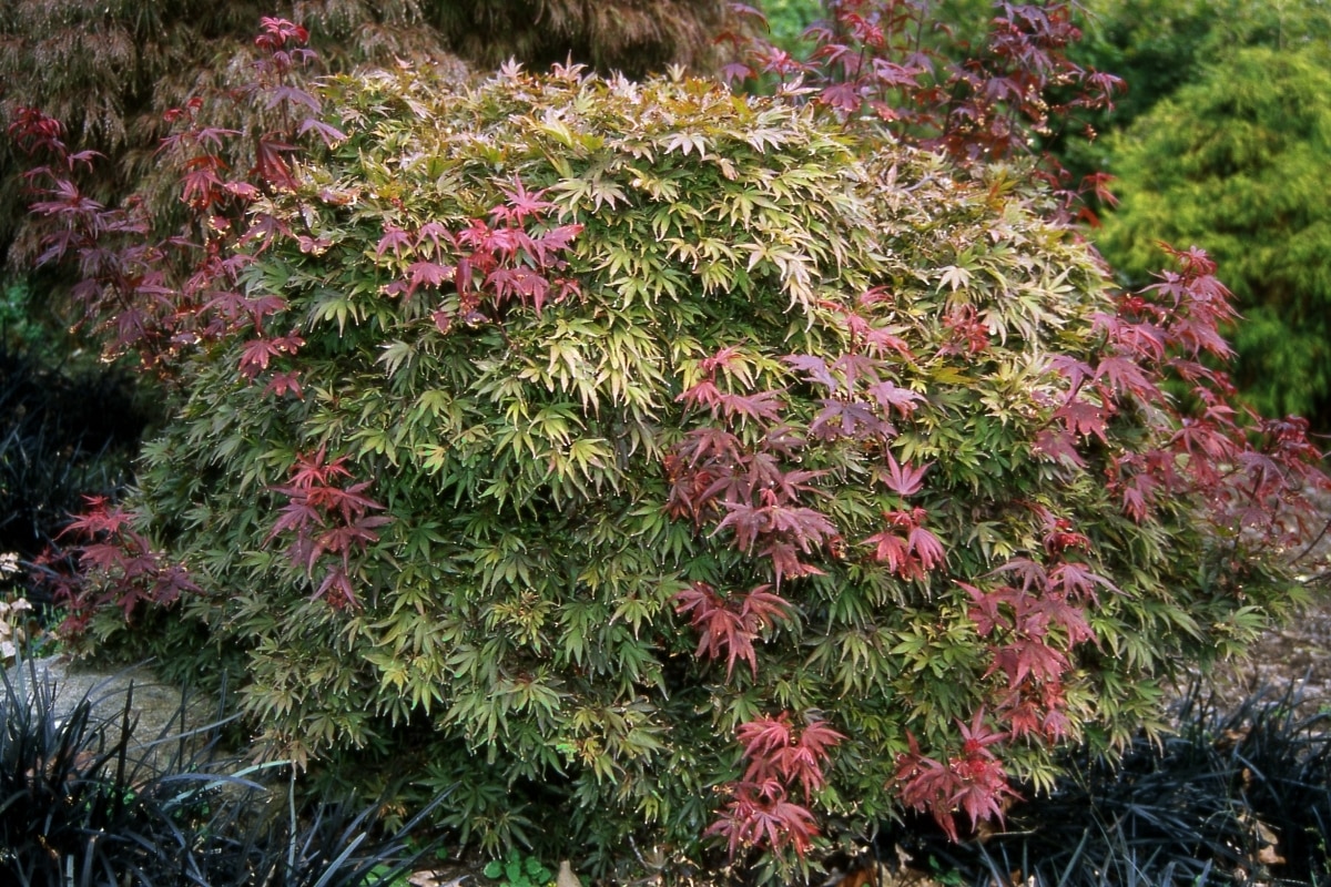 Acer Palmatum Shaina Japanese Maple | SiteOne
