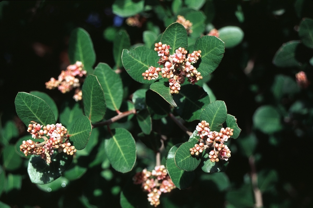 Rhus Integrifolia Lemonade Berry | SiteOne