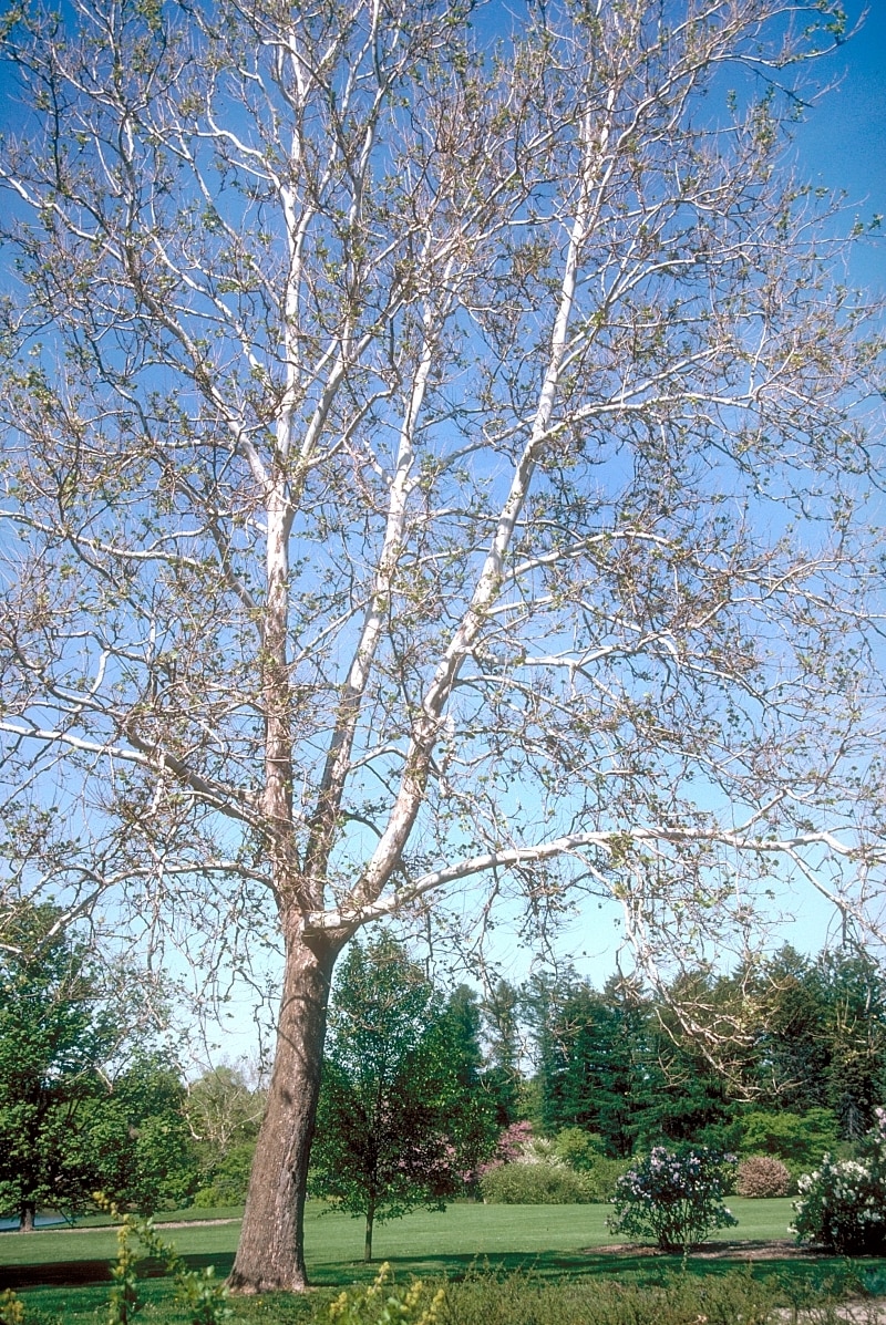 Platanus Occidentalis American Sycamore | SiteOne