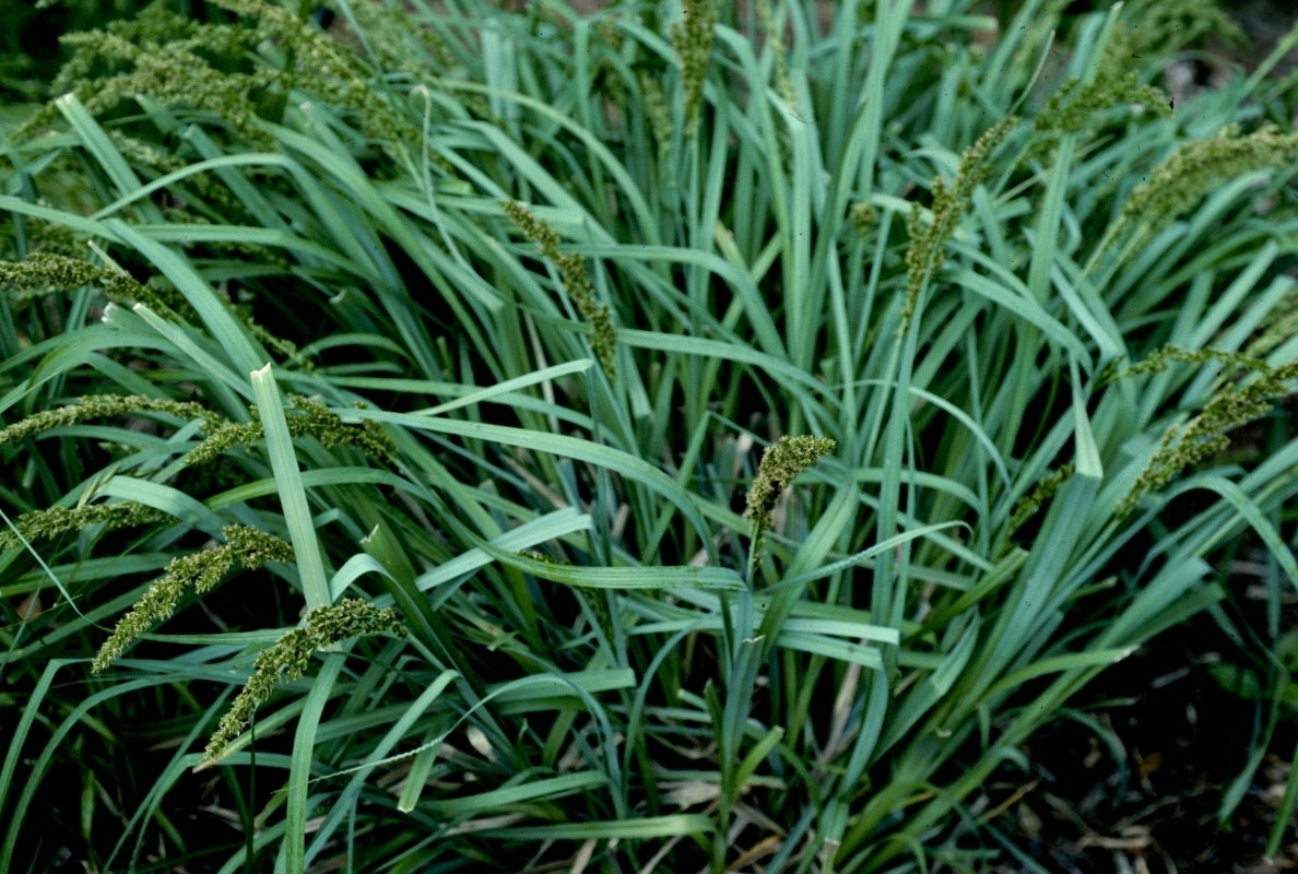 Carex Glauca - Blue Sedge #1 | SiteOne