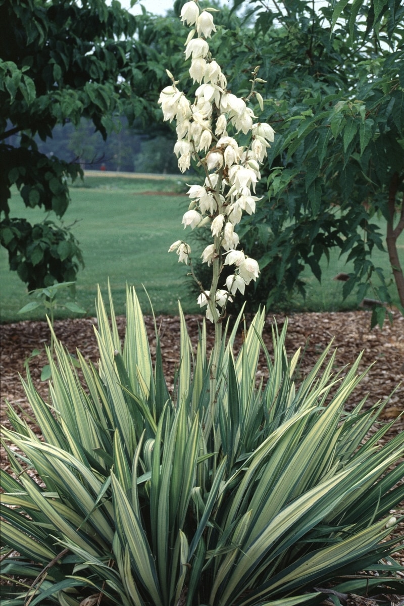 Yucca Filamentosa Golden Sword - Adam's Needle Yucca #2 | SiteOne