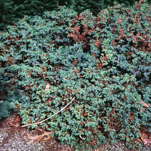 Juniperus Conferta Silver Mist Shore Juniper #3 Contain | SiteOne