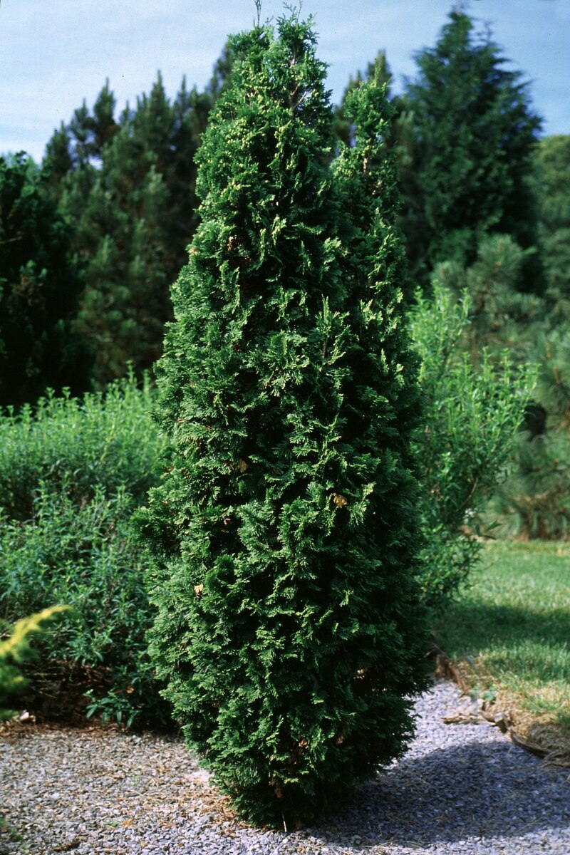 Thuja Occidentalis Degroots Spire Arborvitae | SiteOne