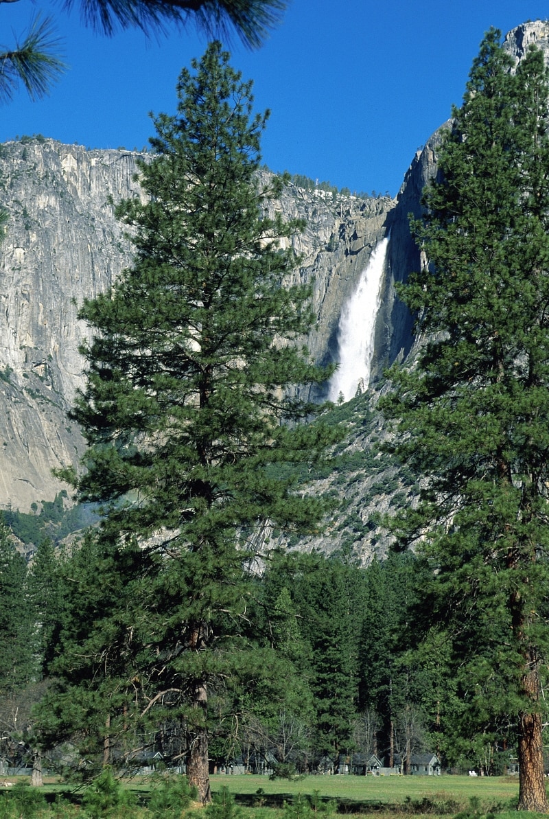 Pinus Ponderosa Bull Pine | SiteOne