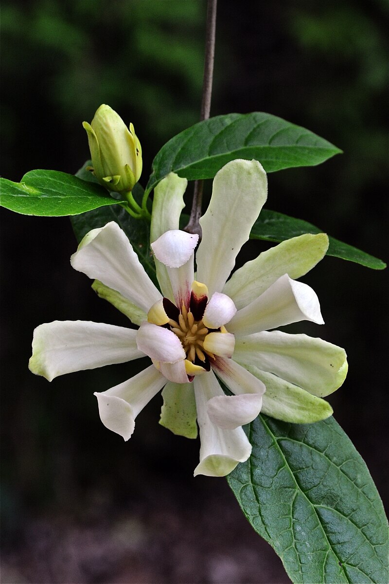 Calycanthus X Venus Sweet Shrub | SiteOne