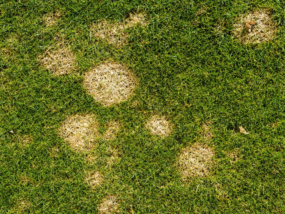 Dollar Spot Treatment and Prevention