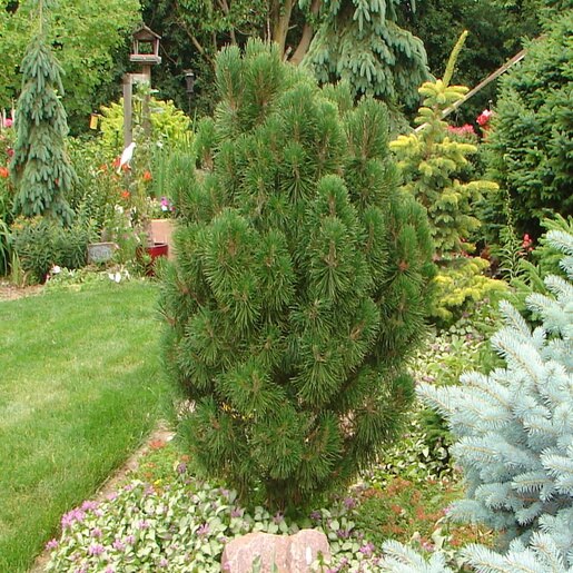 Pinus Mugo Big Tuna Mountain Pine | SiteOne