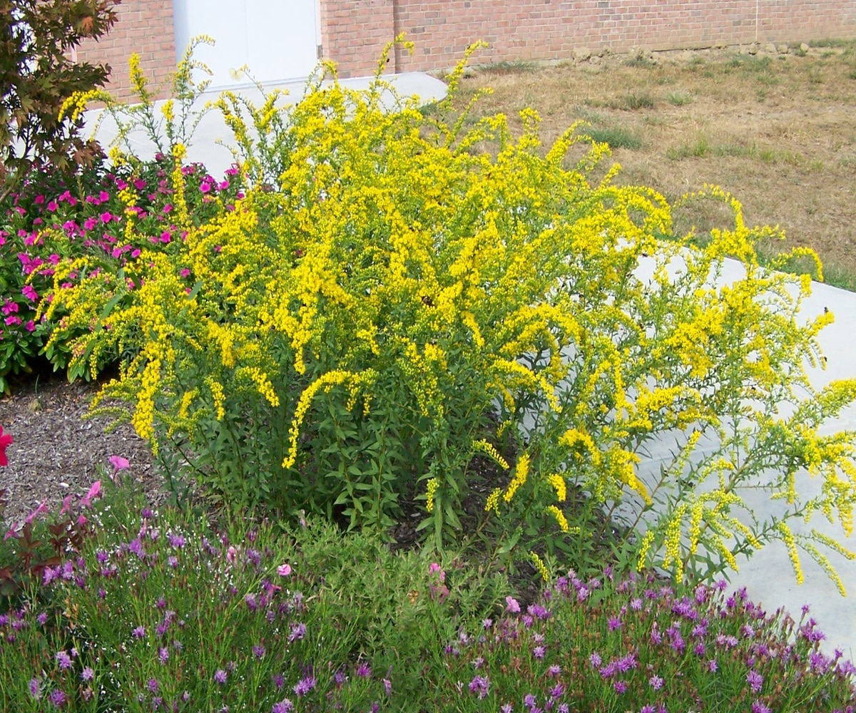 Solidago Shortii Solar Cascade Goldenrod | SiteOne