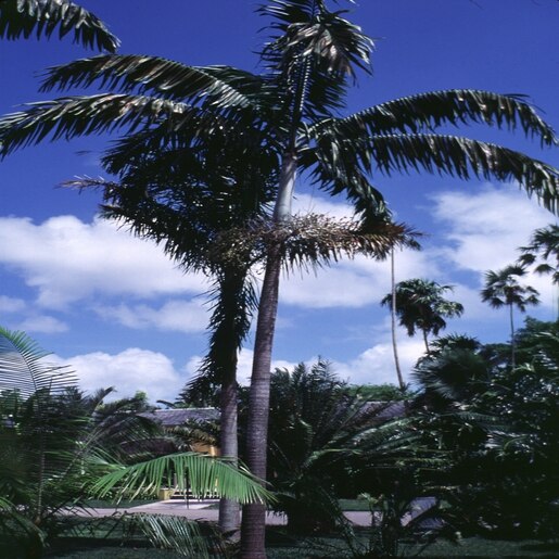 Veitchia Montgomeryana - Montgomery Palm | SiteOne