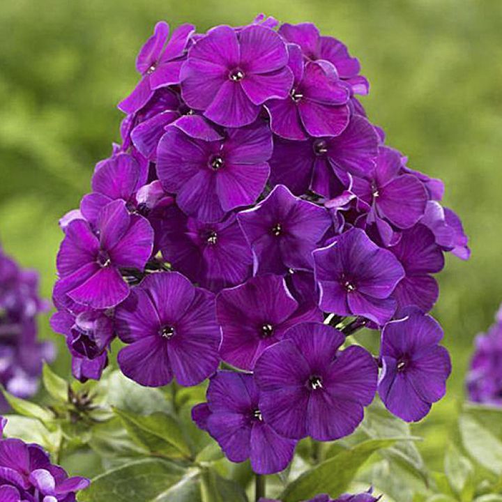 Phlox Paniculata Flame Barfourteen Purple Flame Phlox | SiteOne