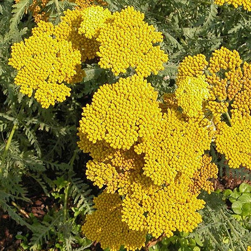 Achillea X Coronation Gold Yarrow | SiteOne