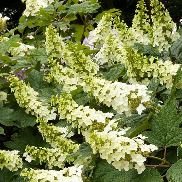 Hydrangea Quercifolia Snow Queen Oakleaf Hydrangea | SiteOne