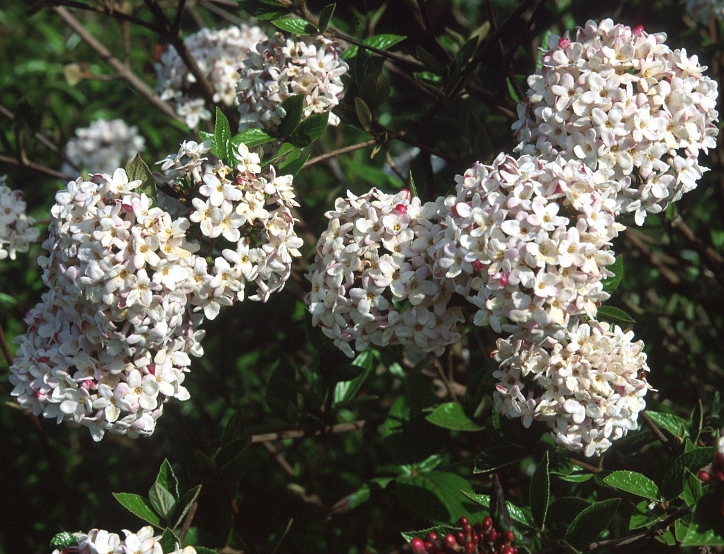 Viburnum X Burkwoodii Mohawk Viburnum | SiteOne