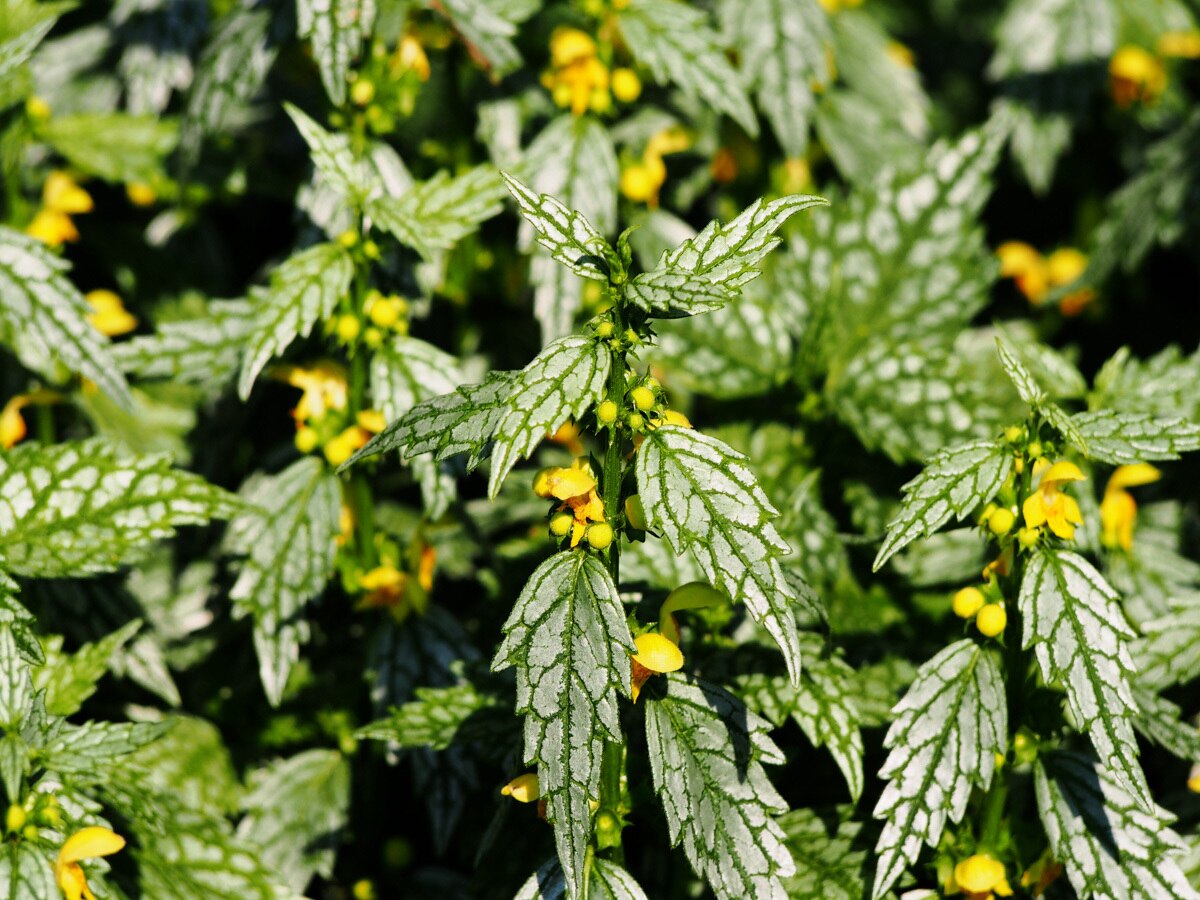 Lamiastrum Galeobdolan Variegatum Yellow Archangel | SiteOne