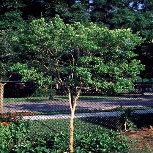 Myrcianthes Fragrans - Simpson's Stopper #3 | Trees | SiteOne