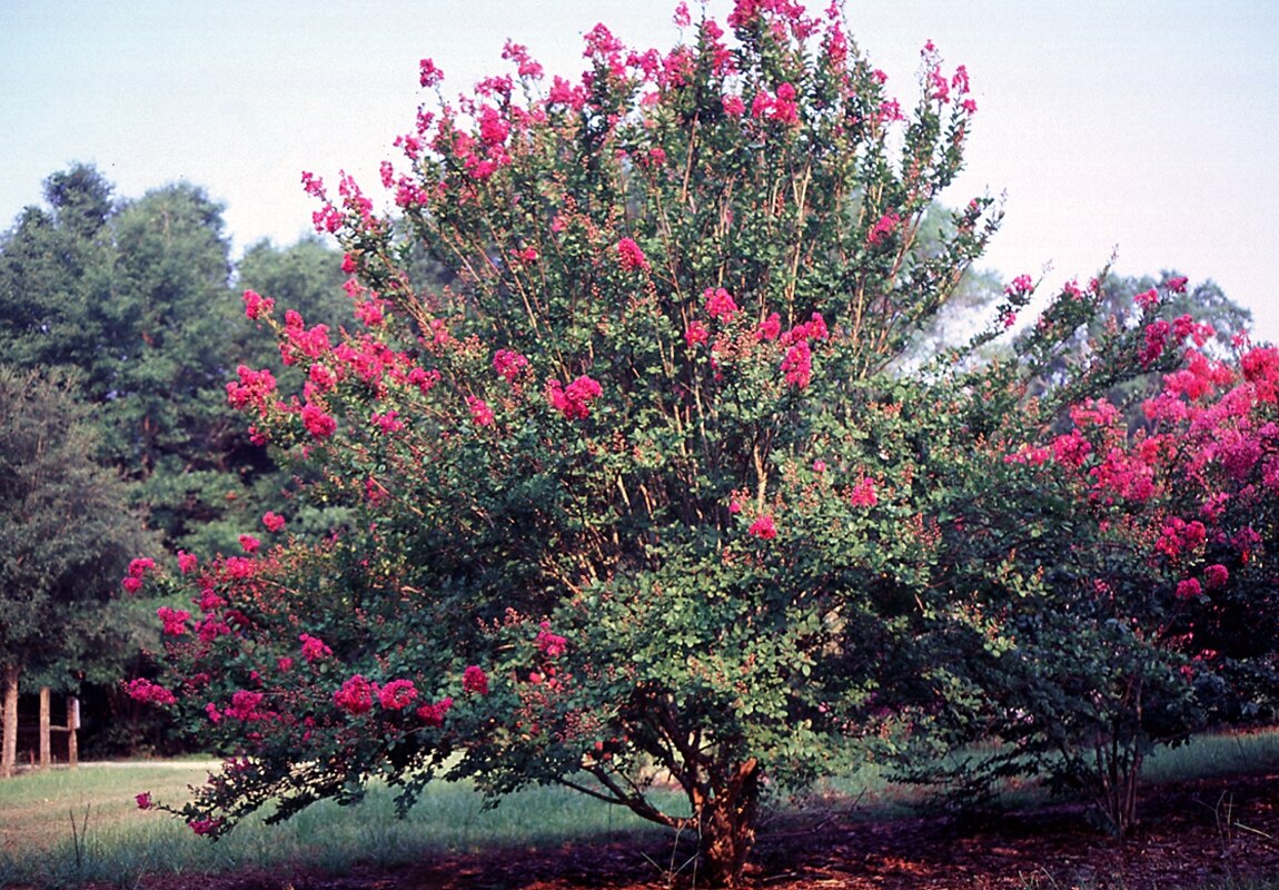 Lagerstroemia Indica Royalty Crape Myrtle | SiteOne