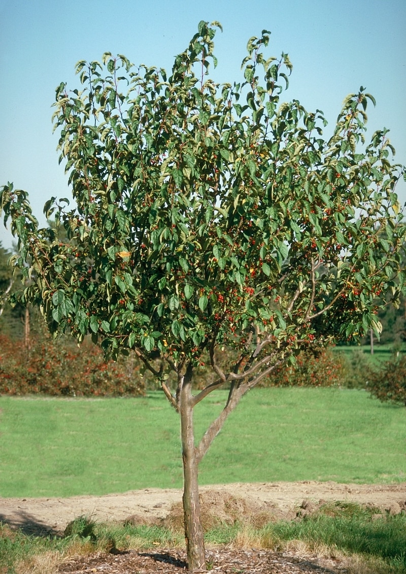 Malus X Dolgo Crabapple | SiteOne