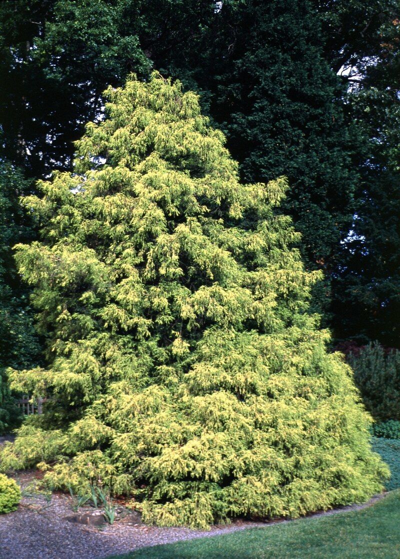 Chamaecyparis Pisifera Gold Spangle Japanese Falsecypre | SiteOne