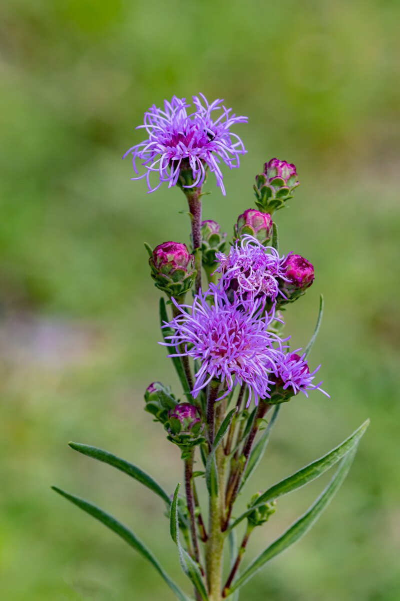 Liatris Aspera Rough Blazing Star | SiteOne