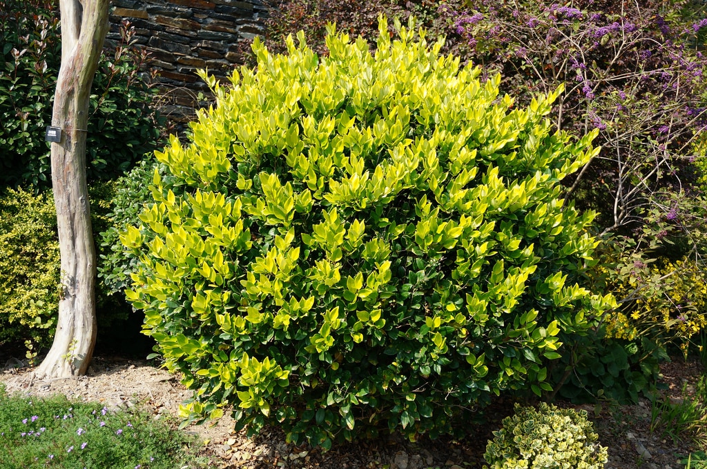 Ligustrum Japonicum Howardi Japanese Privet | SiteOne