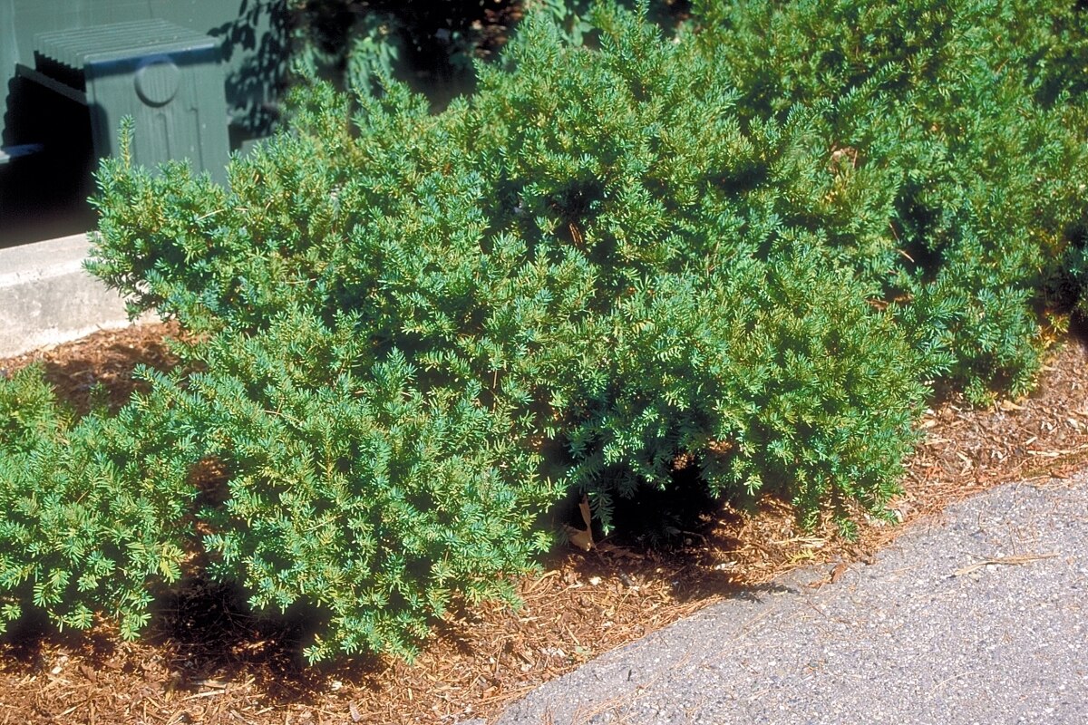 Taxus X Media Anglojap Yew | SiteOne