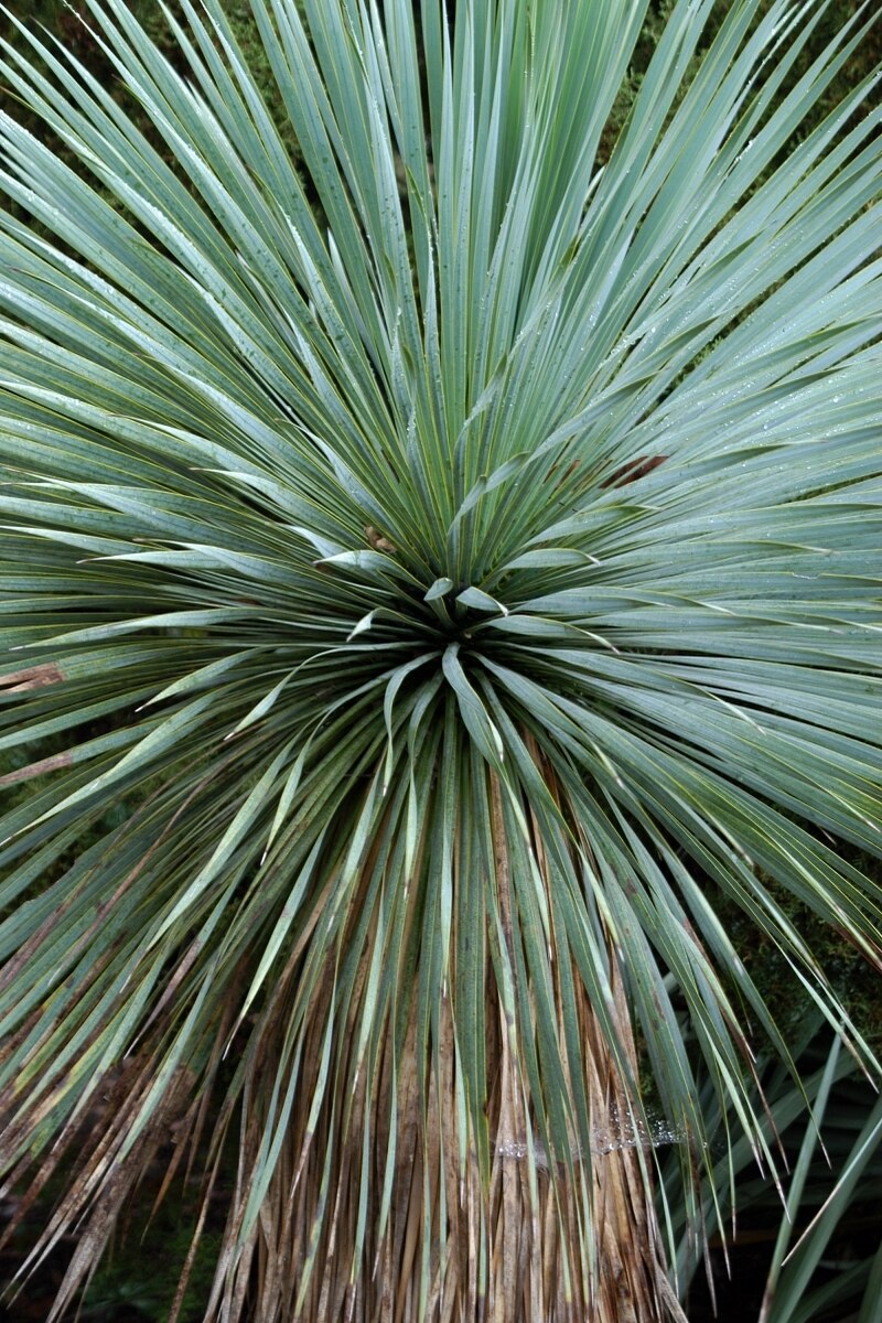 Yucca Rostrata Beaked Yucca | SiteOne