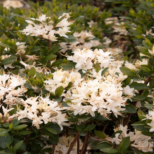 Rhododendron X Fragrant Star Azalea | SiteOne