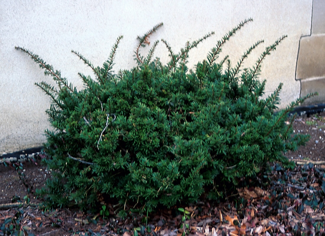 Taxus X Media Wardii Anglojap Yew | SiteOne