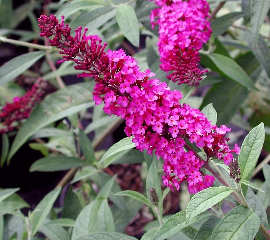 Buddleia Davidii Royal Red Butterfly Bush | SiteOne
