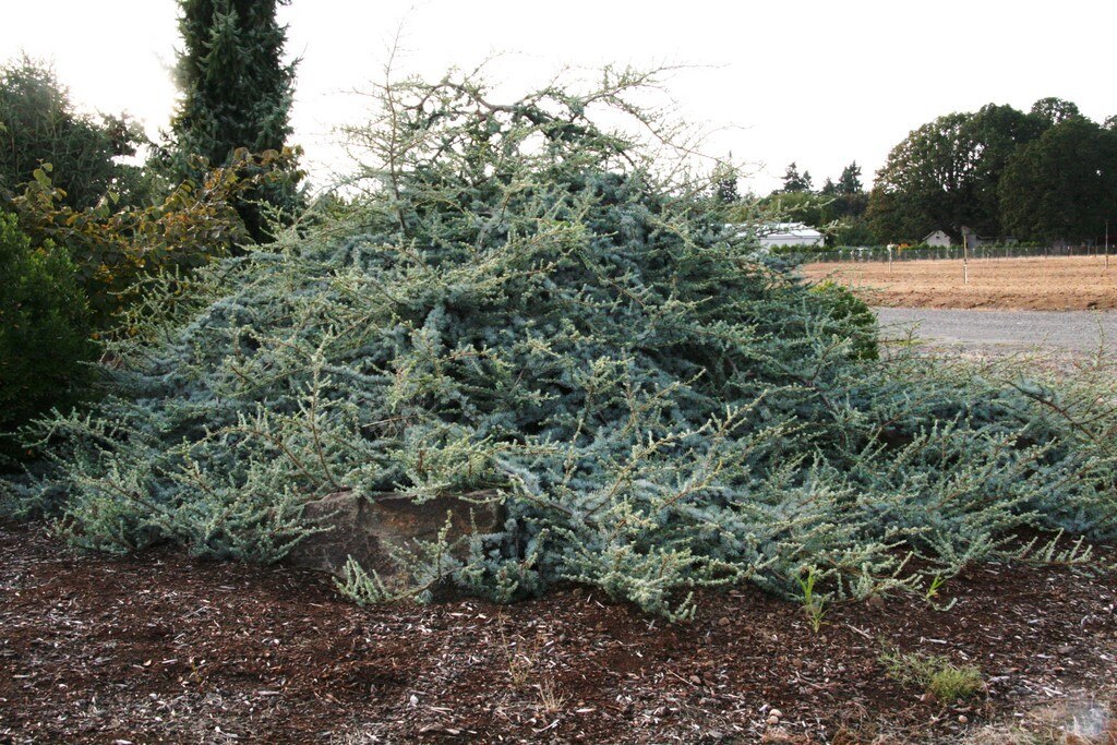 Cedrus Atlantica Blue Cascade Atlas Cedar | SiteOne