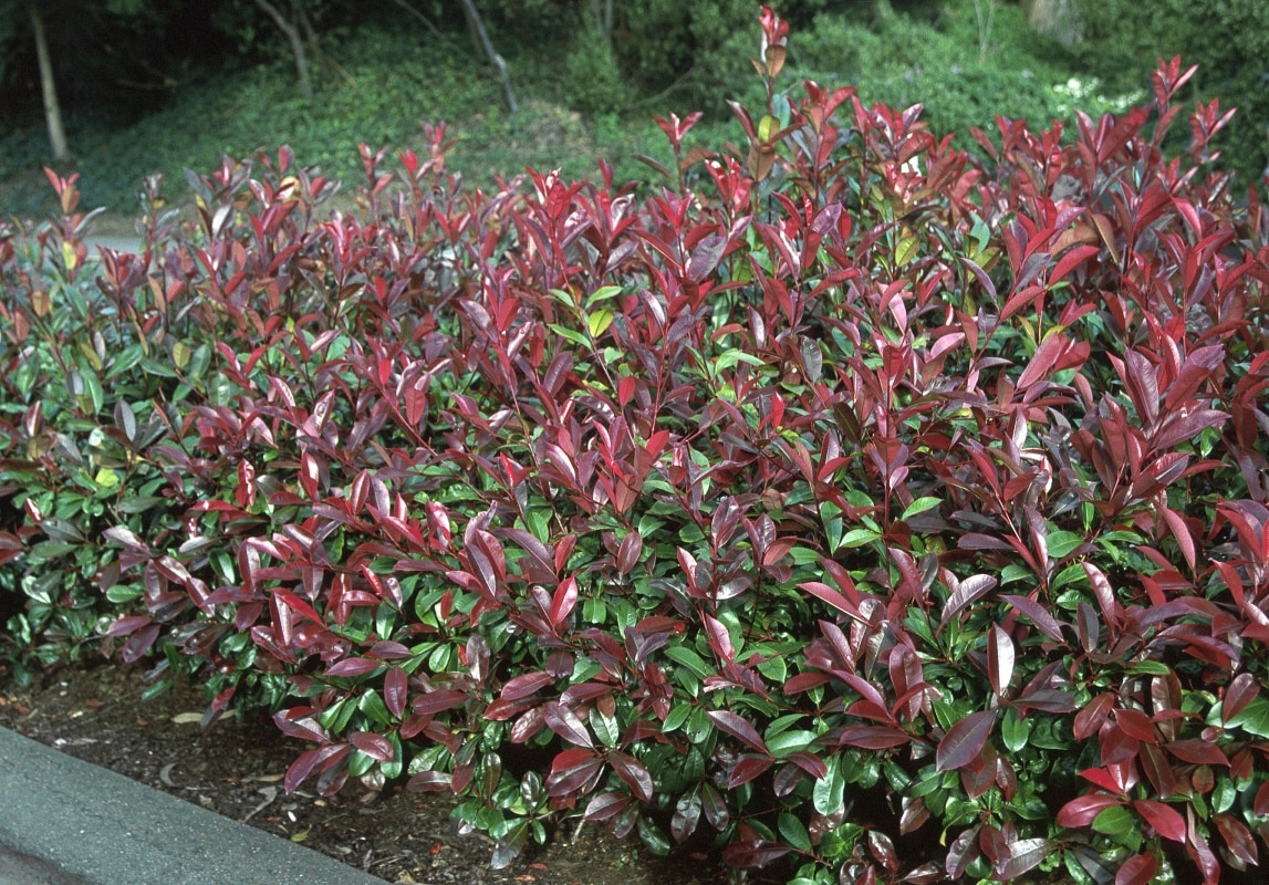 Photinia X Fraseri Photinia | SiteOne