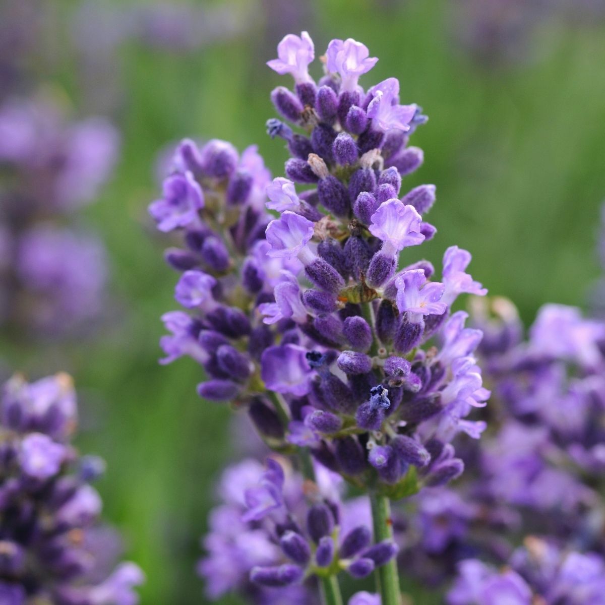 Lavandula Angustifolia SuperBlue English Lavender | SiteOne