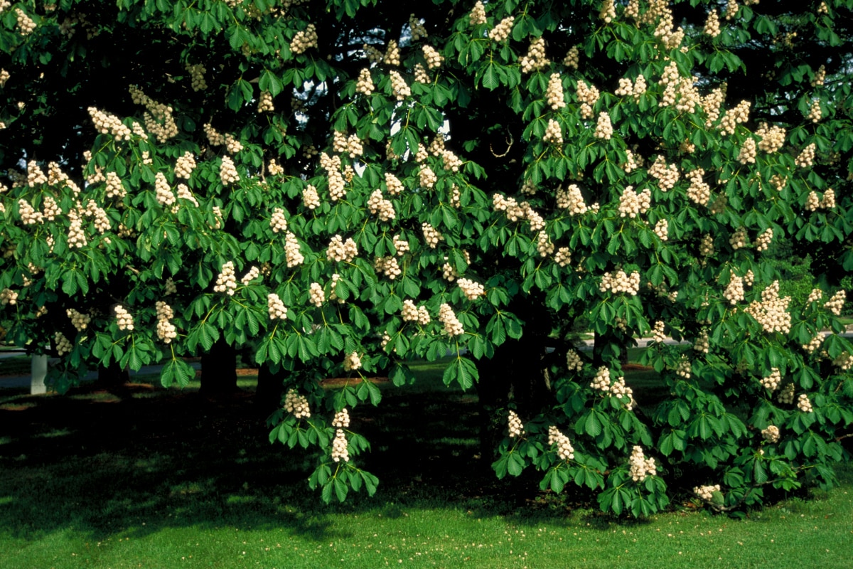 Aesculus Hippocastanum Baumannii Horsechestnut | SiteOne