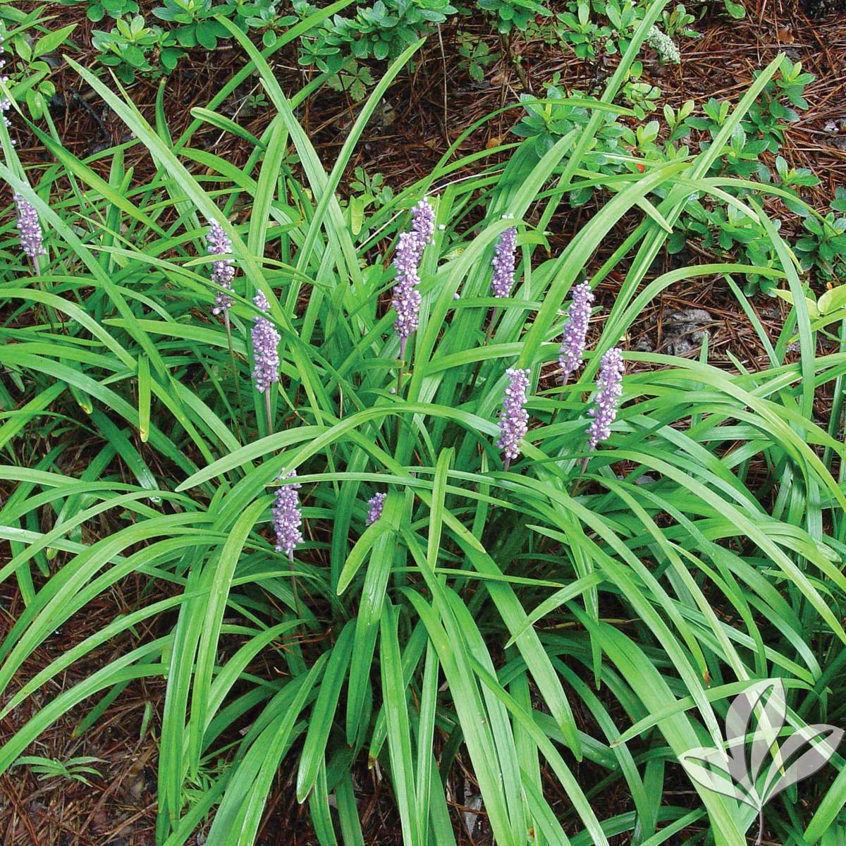 Liriope Gigantea Giant Lilyturf | SiteOne