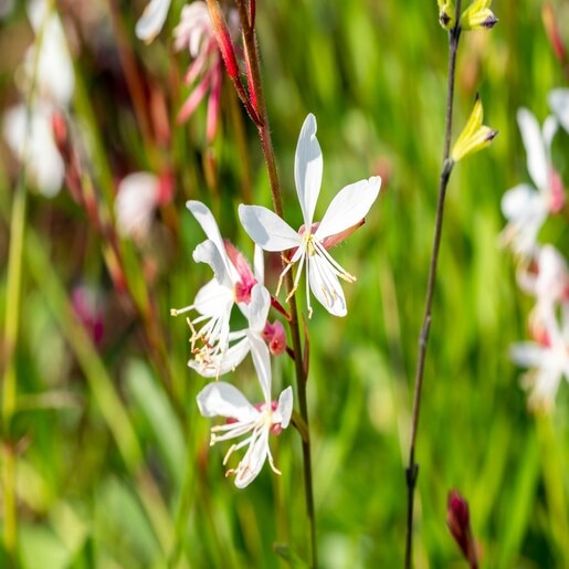 Gaura Lindheimeri Sparkle White Gaura | SiteOne