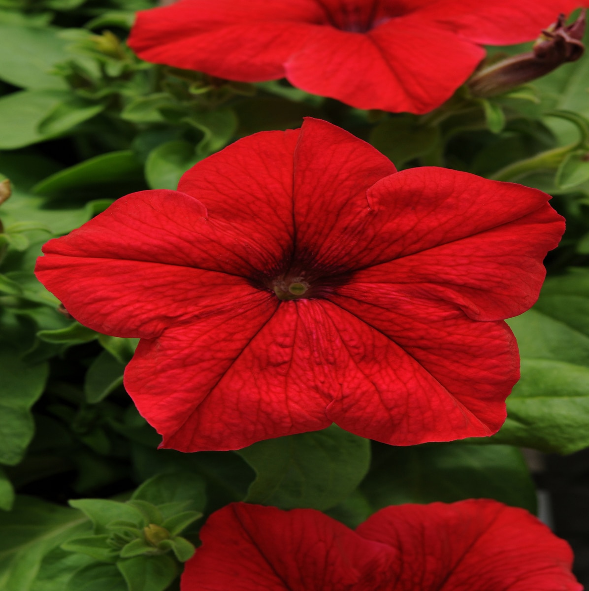 Petunia X Hybrida Pretty Grand Red Petunia | SiteOne