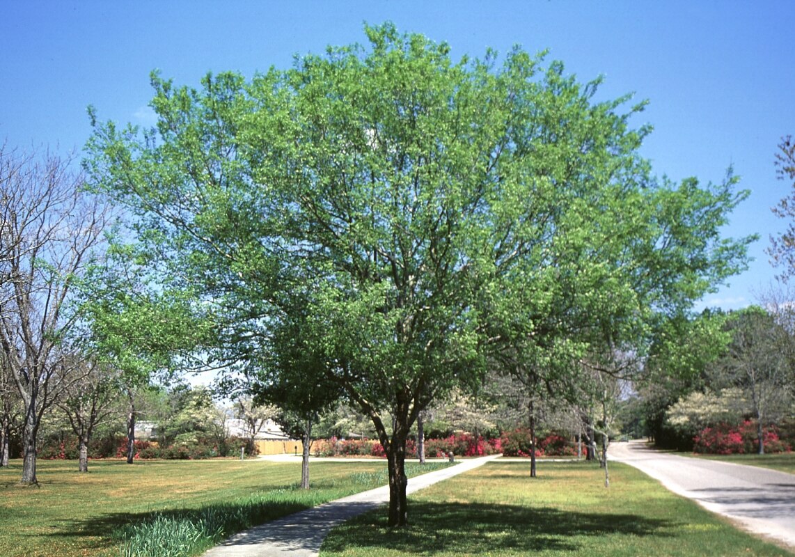 Ulmus Parvifolia Chinese Elm | SiteOne
