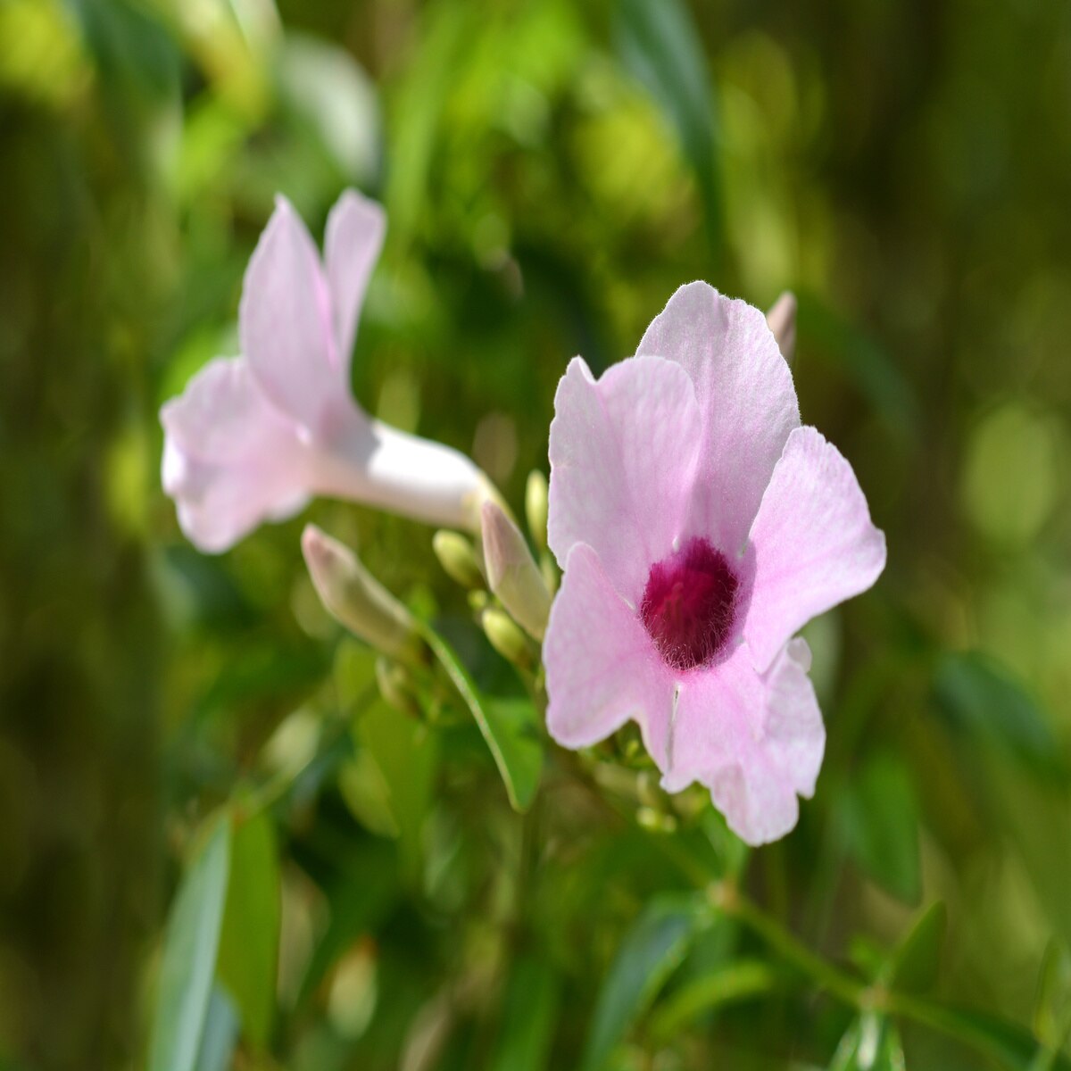 Pandorea Jasminoides Rosea Pink Bower Vine | SiteOne