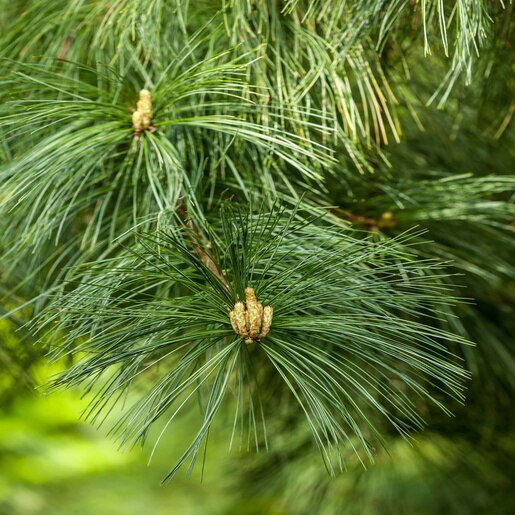 Pinus Monticola Western White Pine | SiteOne