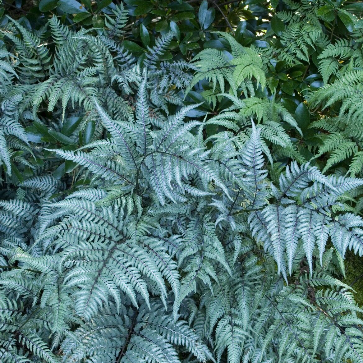 Athyrium Niponicum var. Pictum Metallicum Japanese Pain | SiteOne