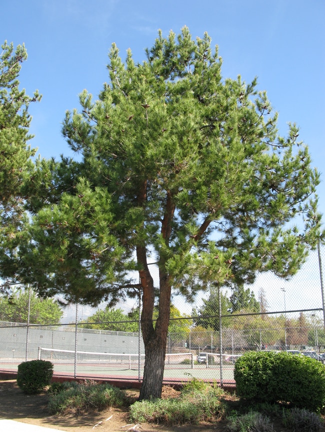 Pinus Eldarica Mondell Pine | SiteOne