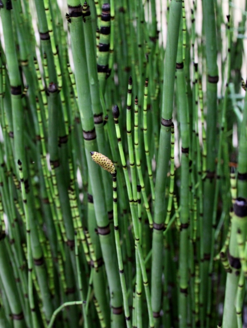 Equisetum Hyemale Rough Horsetail | SiteOne