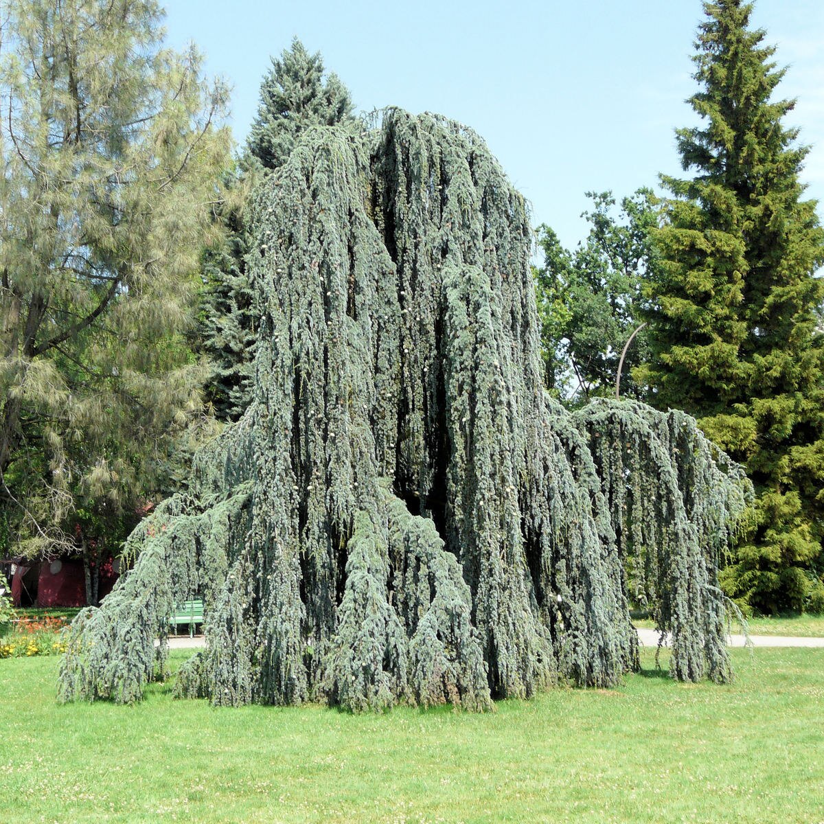 Cedrus Libani Pendula Weeping Lebanon Cedar | SiteOne