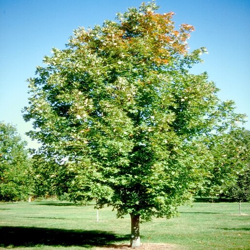 Acer Saccharum Legacy - Sugar Maple 4 in. | SiteOne