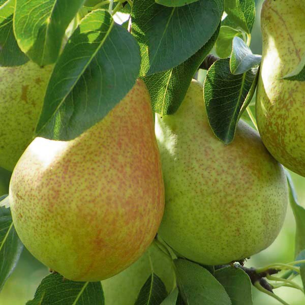 Pyrus Communis Moonglow Pear | SiteOne