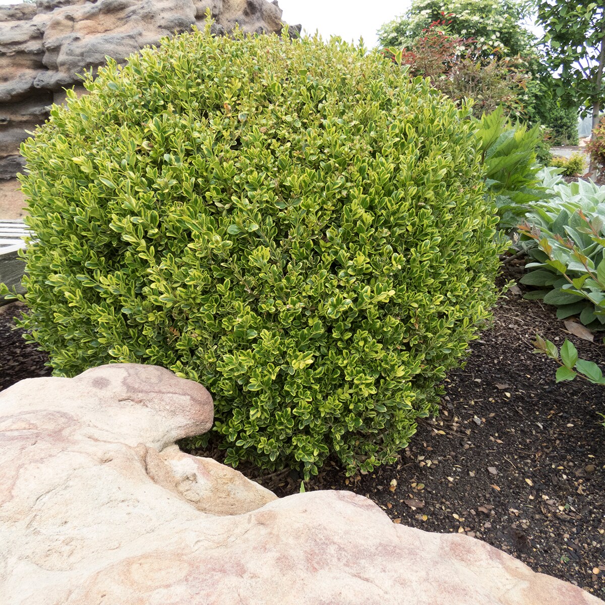 Buxus Microphylla Golden Dream Boxwood | SiteOne