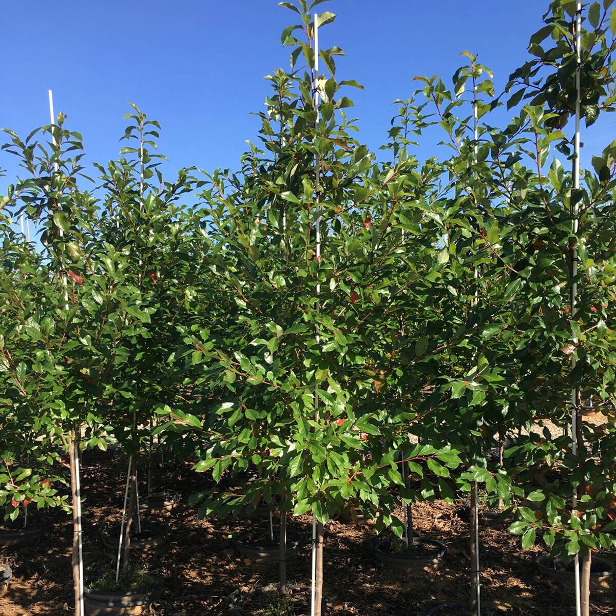 Nyssa Sylvatica The James Forest Fire Black Tupelo | SiteOne