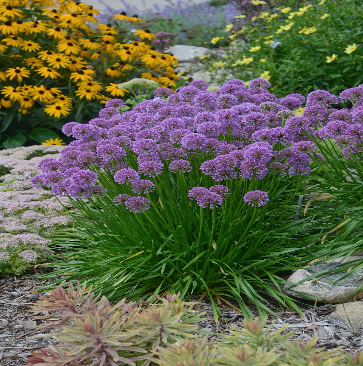 Allium X Millenium Ornamental Onion | SiteOne